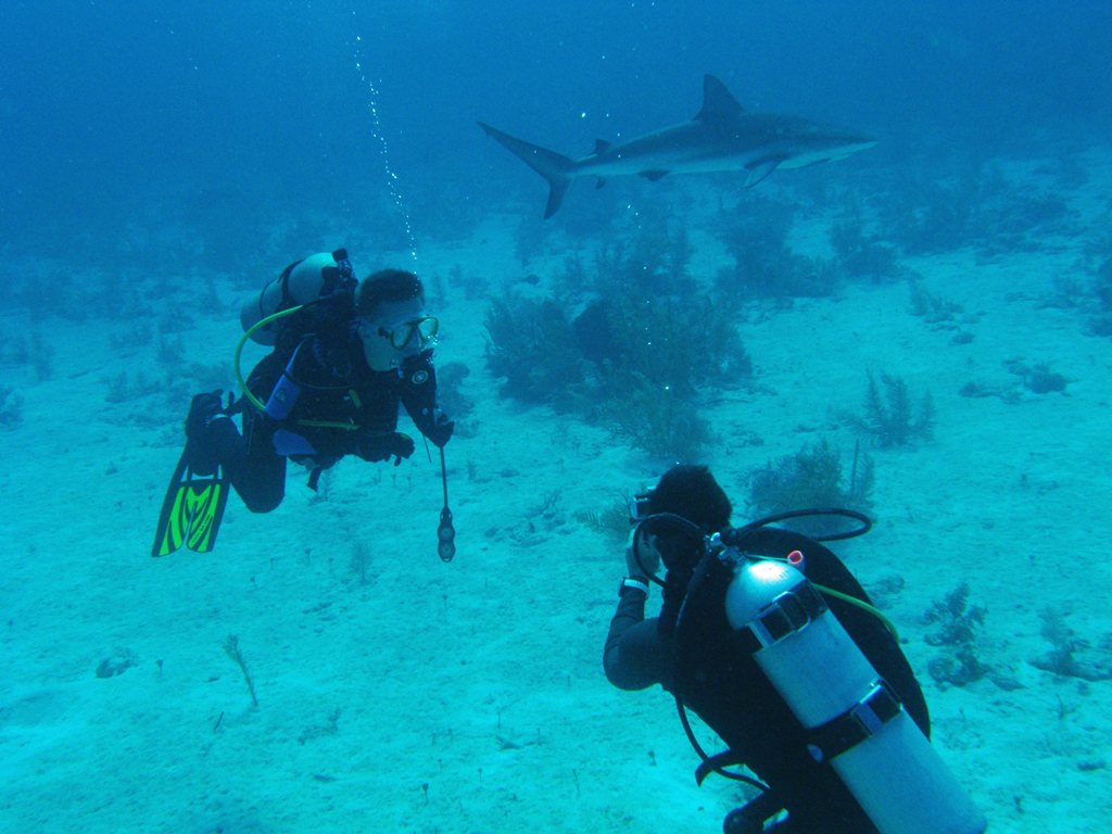 Eric taucht mit Haien - TAUCHEN.de