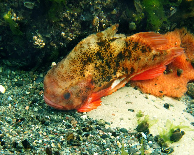 Seehasen-Saison in der Ostsee - TAUCHEN.de