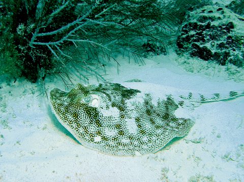 Rochen in der Karibik - TAUCHEN.de