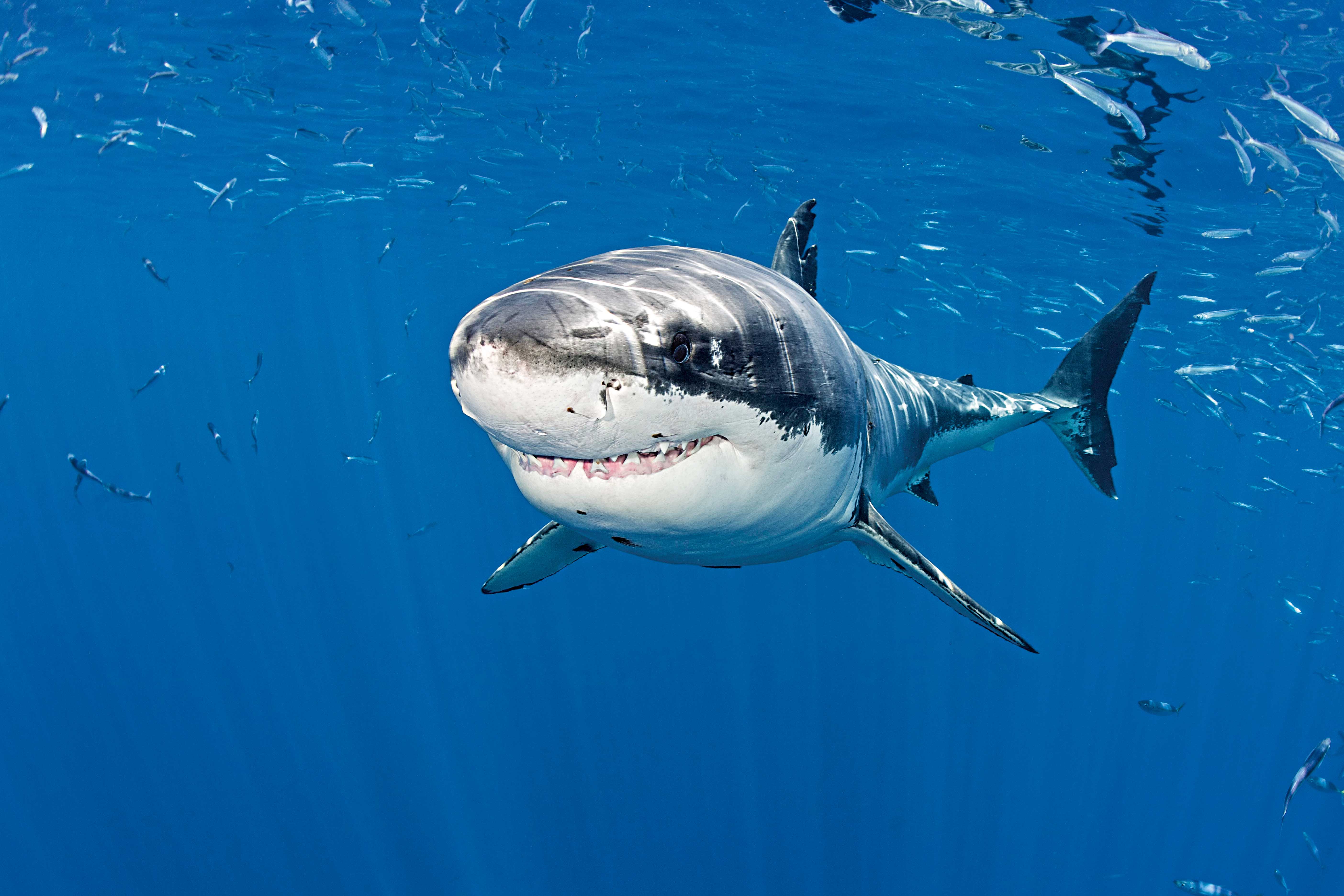 Hai, Wal und Riesenkalmar: Tauchen mit den großen Fischen