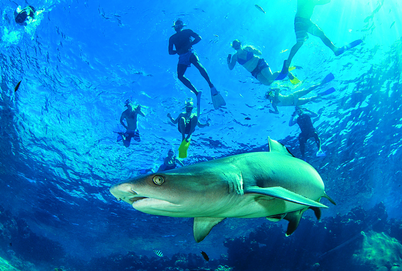 Neu in der Südsee: Schnorcheln mit Riffhaien - TAUCHEN.de