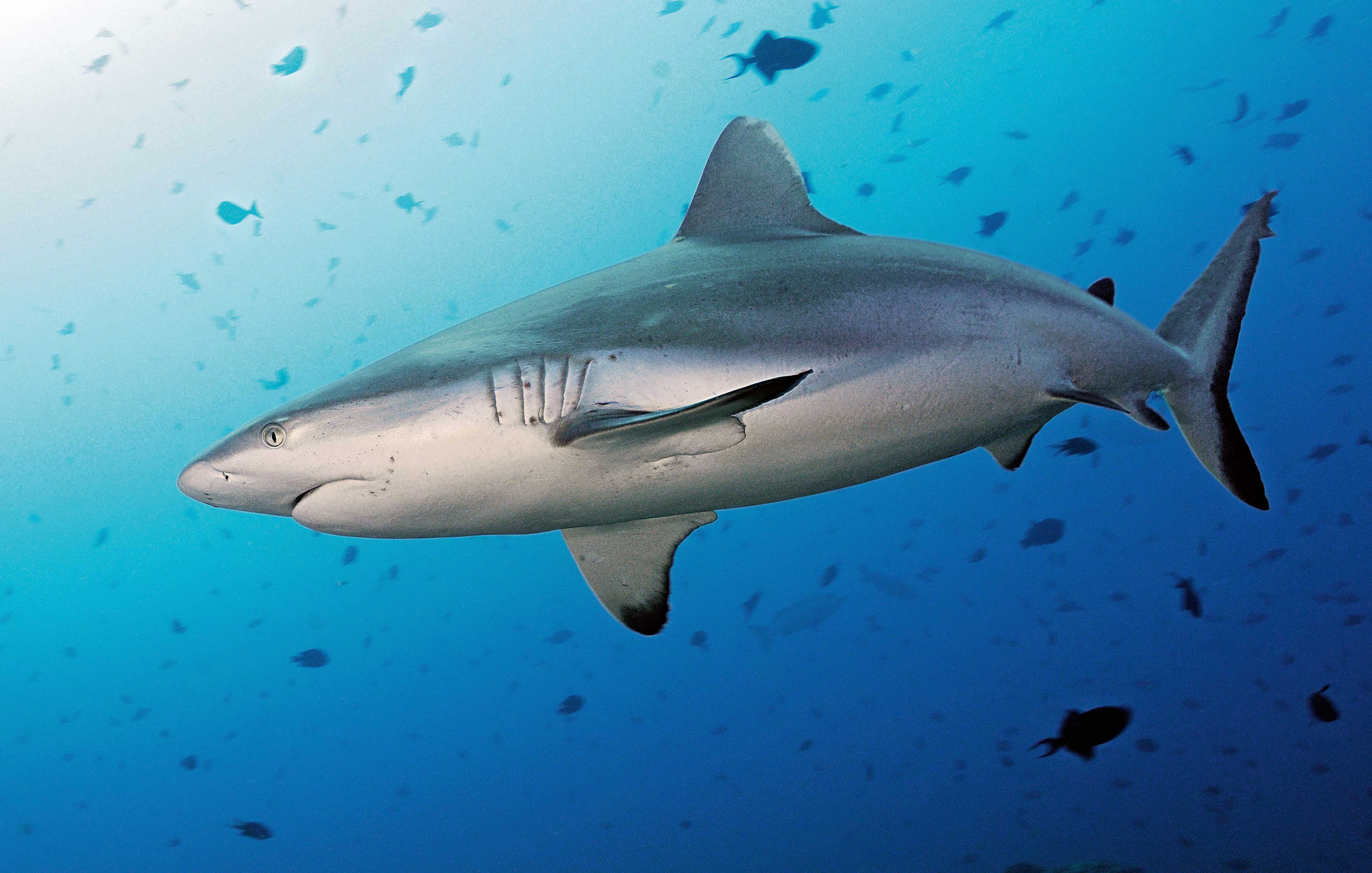 Tauchsafari auf den Malediven: Mit der Carina durch das Reich der Inseln