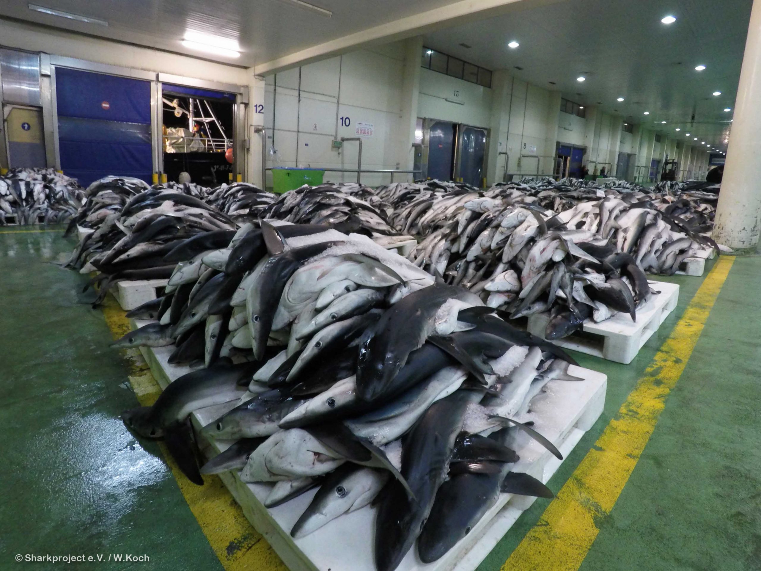 Aufgedeckt: Spanien ist Umschlagplatz für Haiflossen - Seite 2 von 2 ...