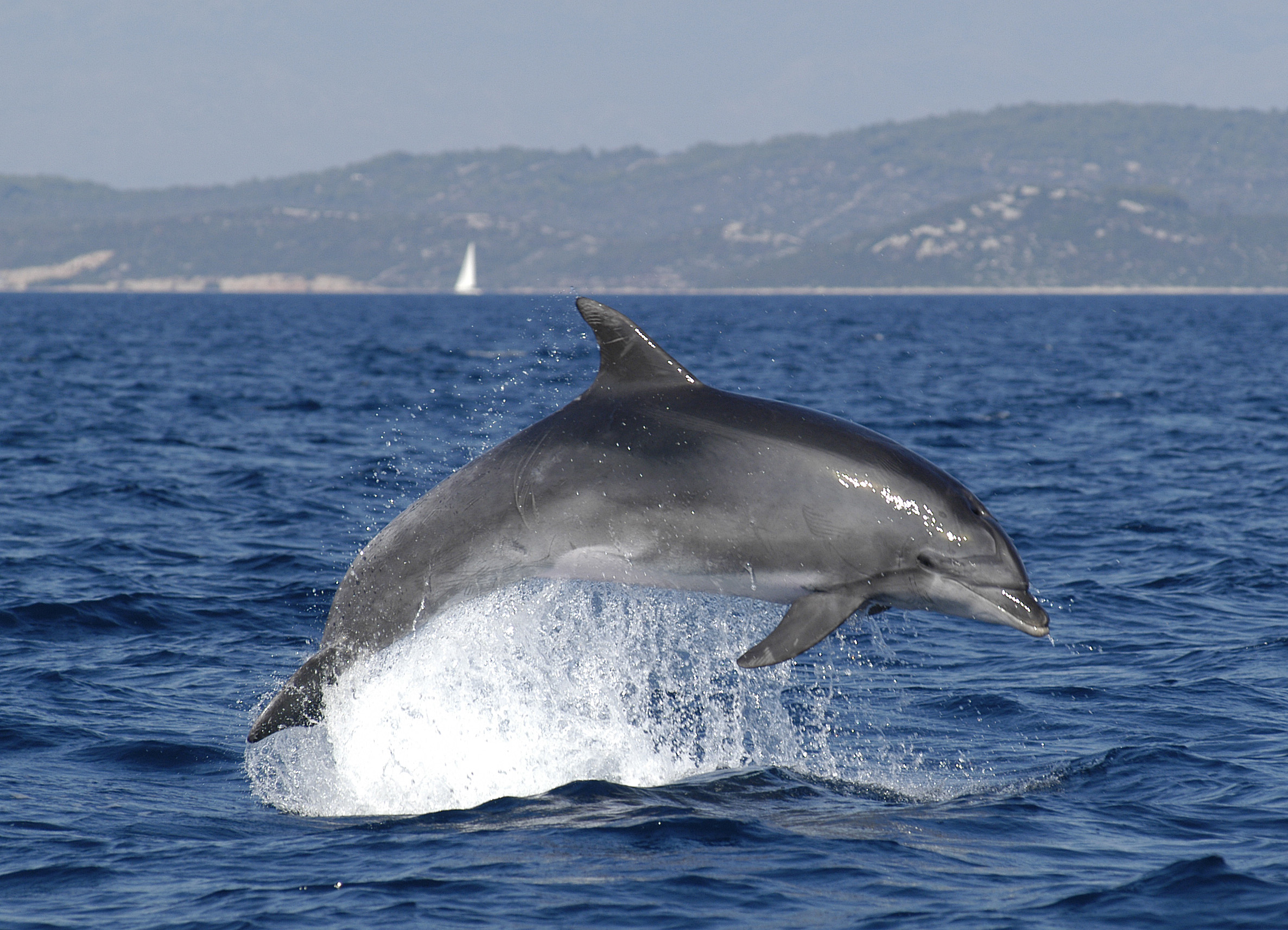 Delfine retten: "Gesellschaft zur Rettung der Delphine" hat 25-jähriges ...
