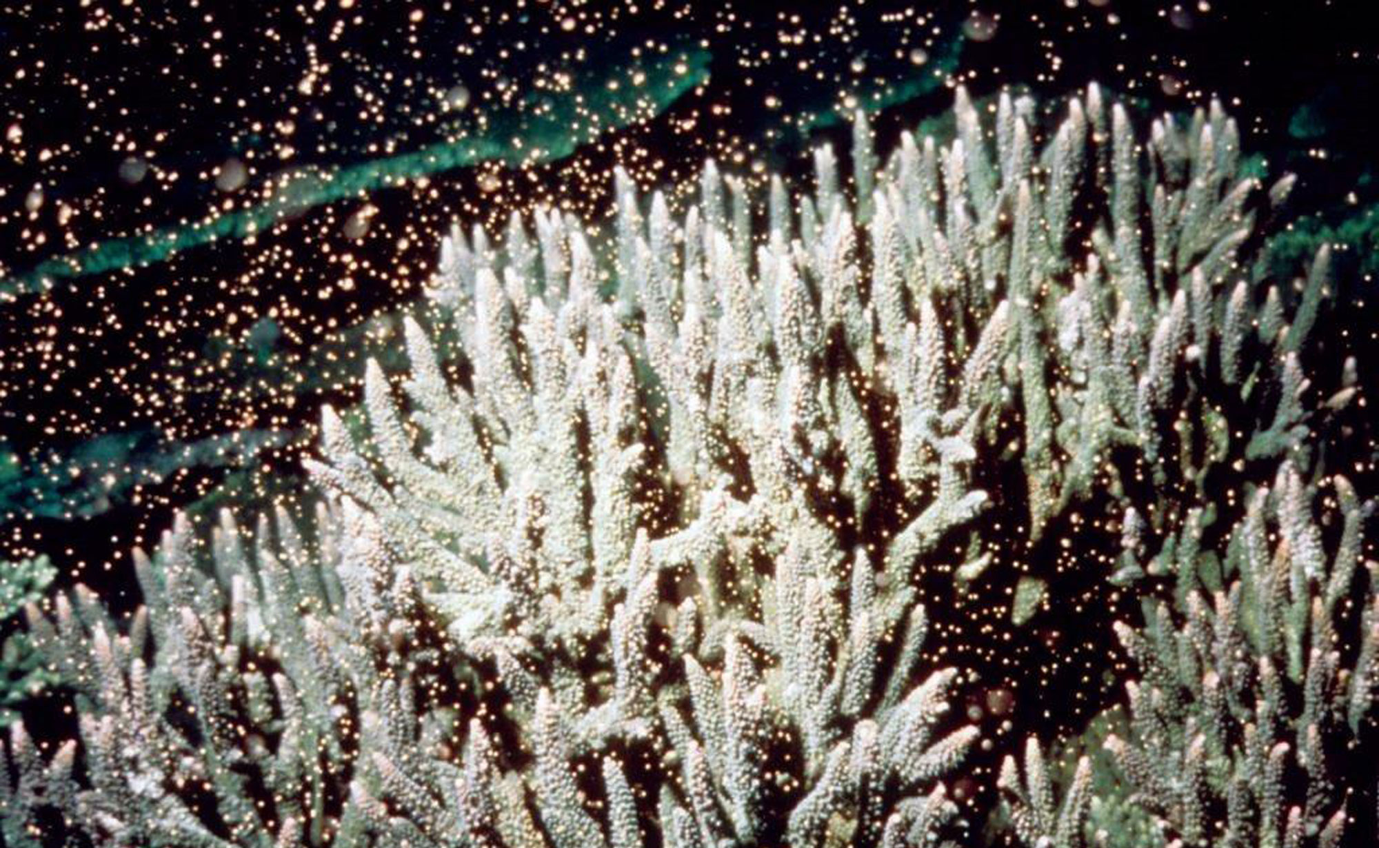 Paarungszeit bei den Korallen am Great Barrier Reef - TAUCHEN