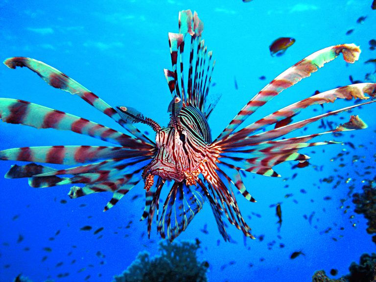 Feindliche Übernahme der Rotfeuerfische - TAUCHEN.de