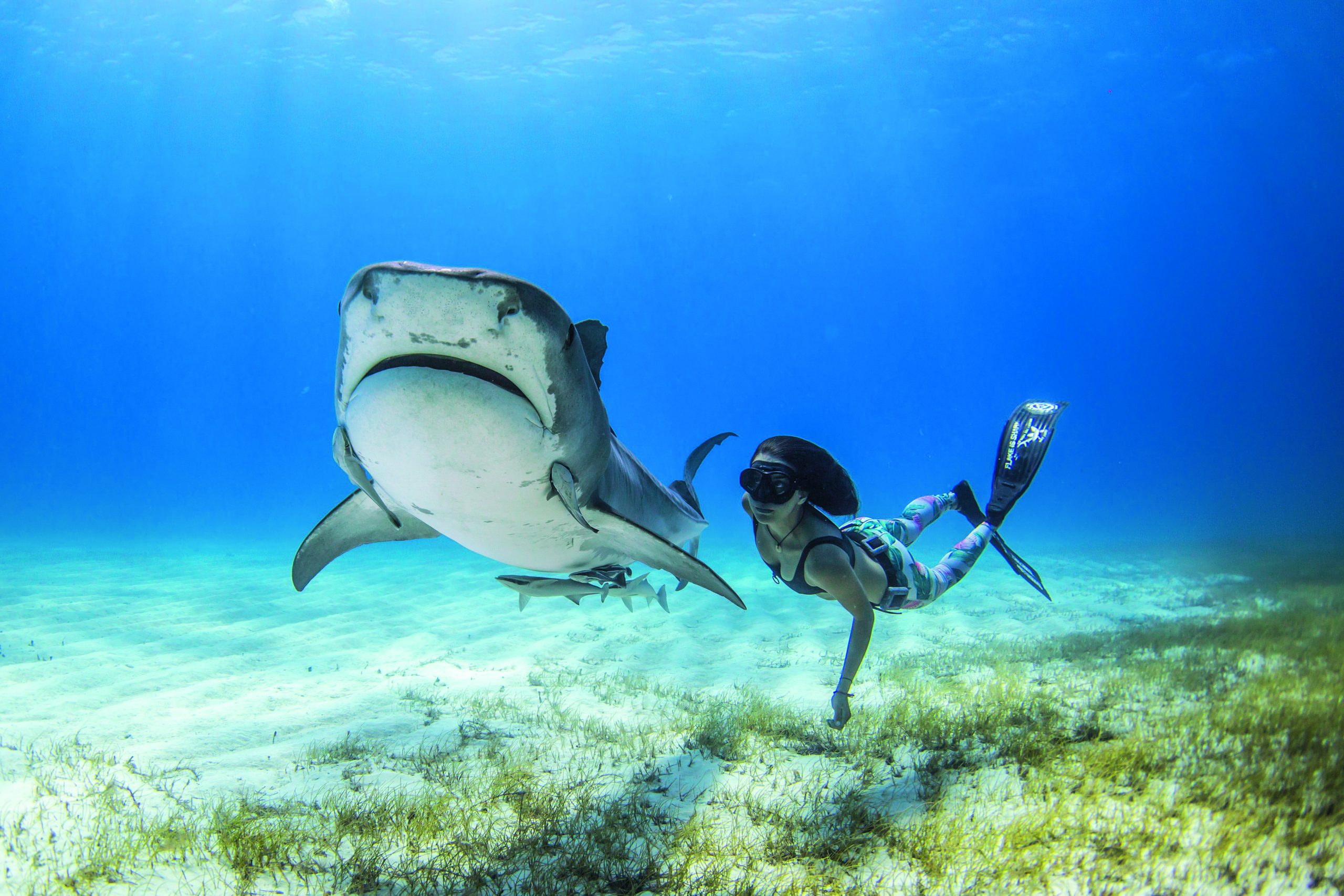 Madison Stewart – das Shark Girl aus Australien - TAUCHEN.de