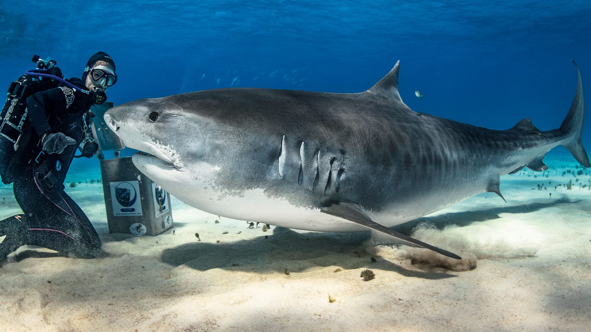 Haie Auf Den Bahamas