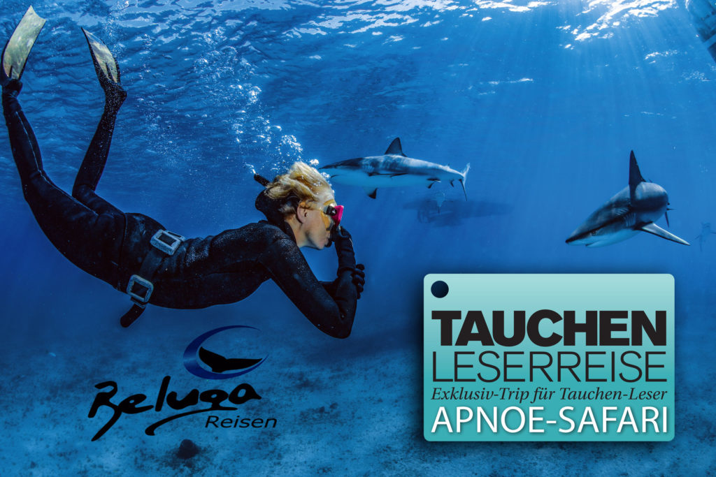 TAUCHEN-Leserreise: Exklusive Apnoe-Safari - TAUCHEN