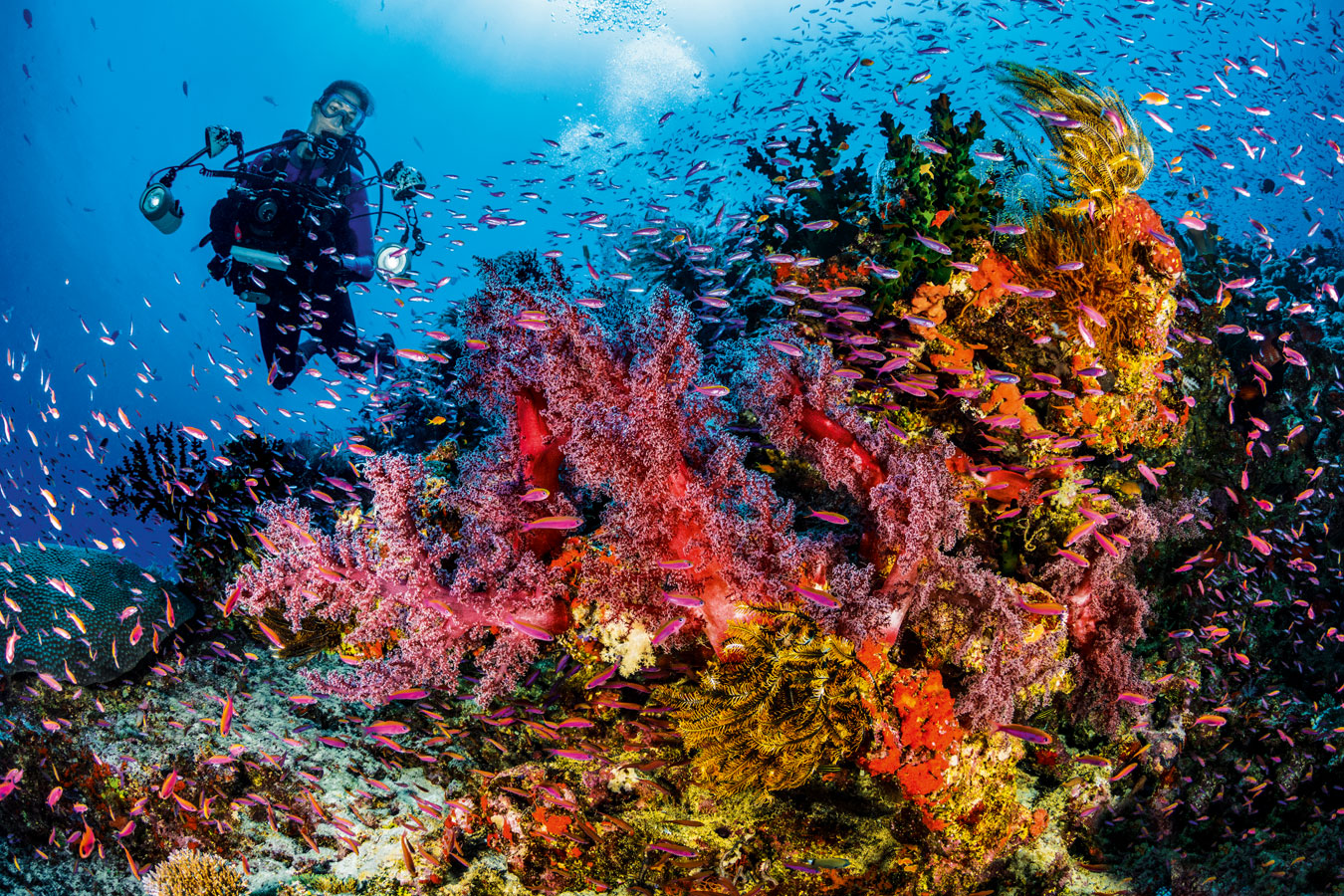 Die schönsten Trauminseln für Taucher und Schnorchler - TAUCHEN