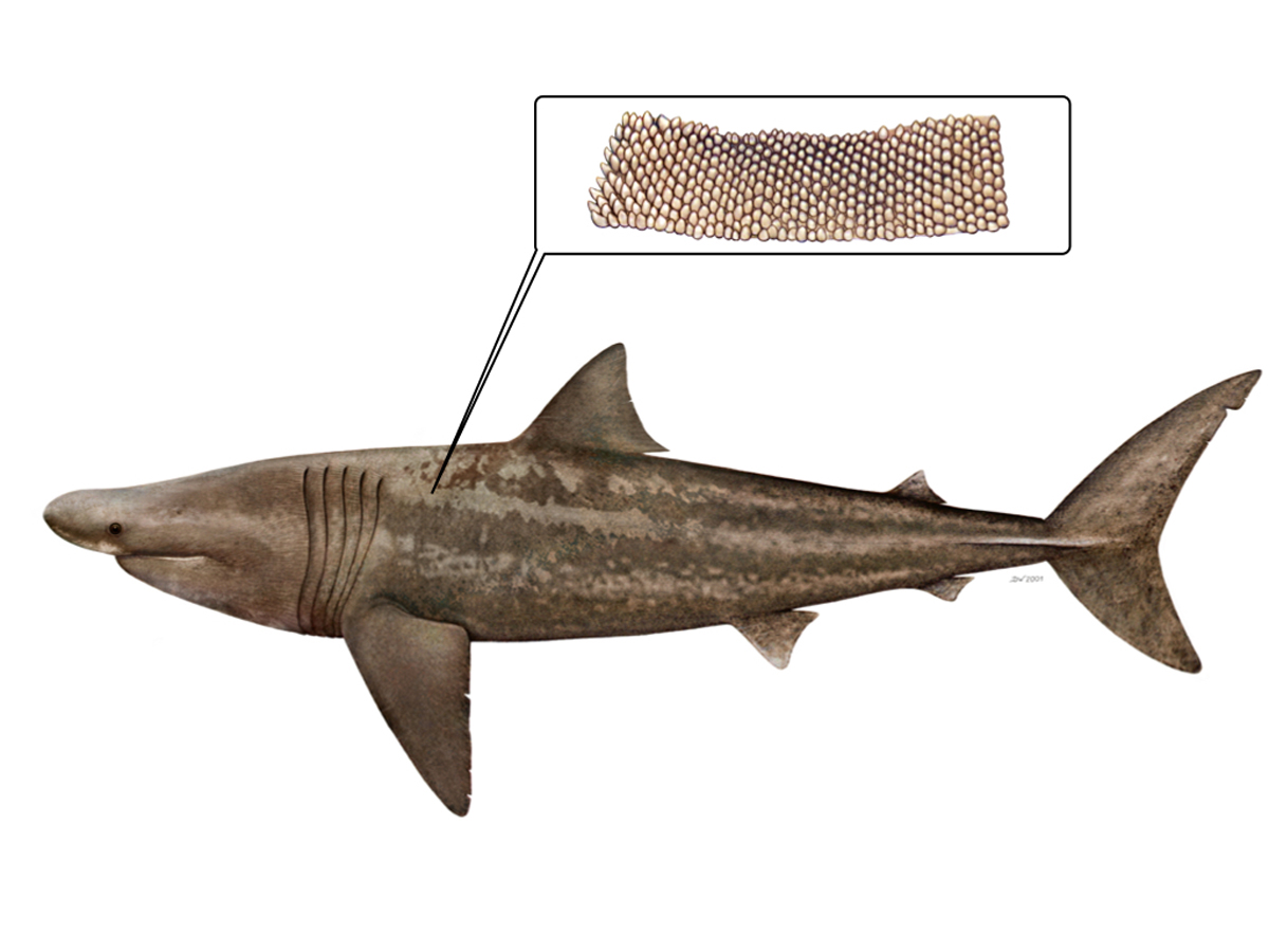 Riesenhai: der große Bruder des Weißen Hais - TAUCHEN.de