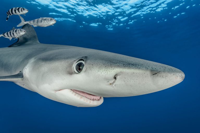 Tauchen auf den Azoren: das sind die 10 besten Spots - TAUCHEN.de