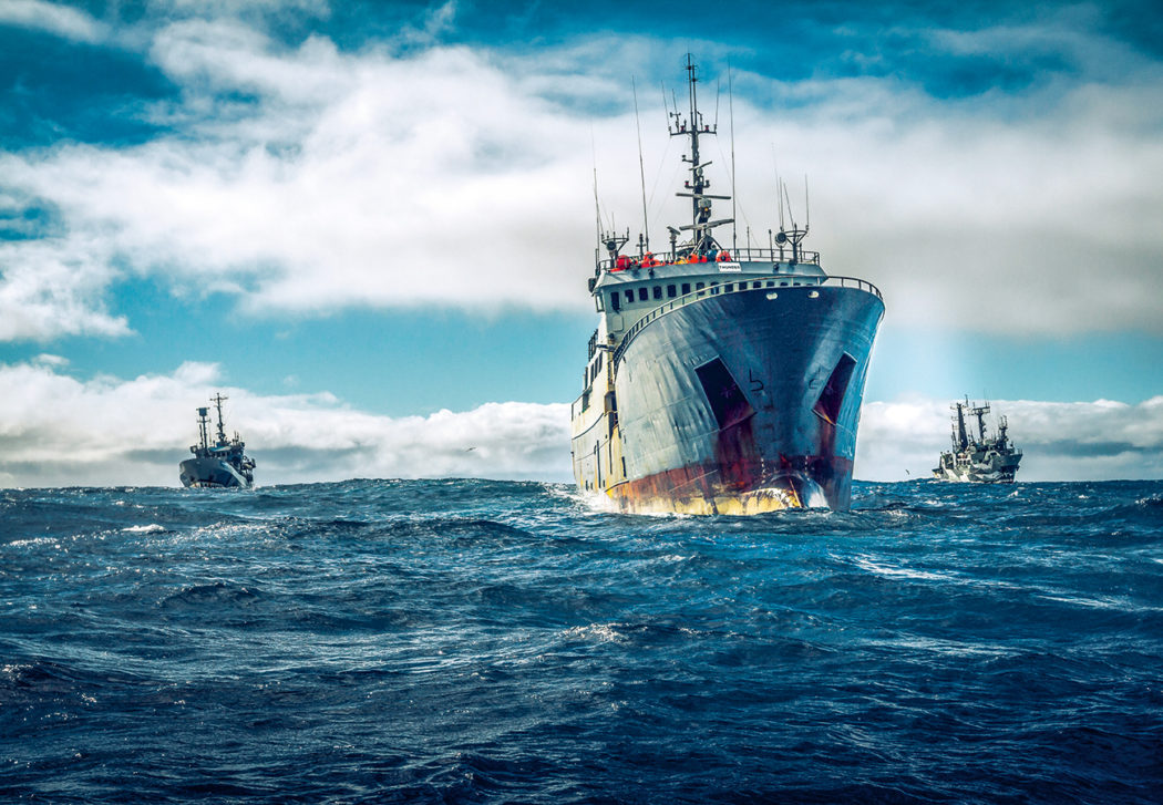 Peter Hammarstedt: Im Einsatz für Sea Shepherd - TAUCHEN.de