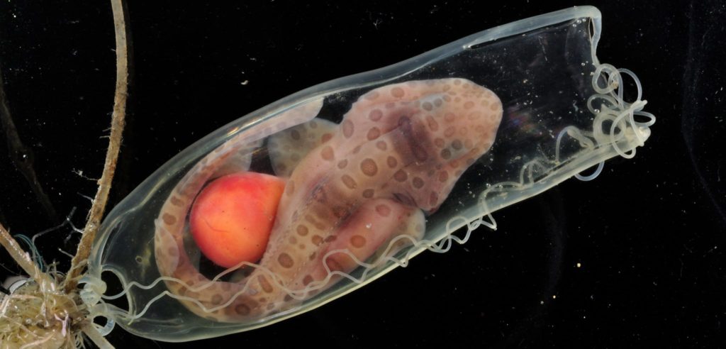 Dieser Hai hat eine einzigartige Art Babys zu machen - TAUCHEN.de