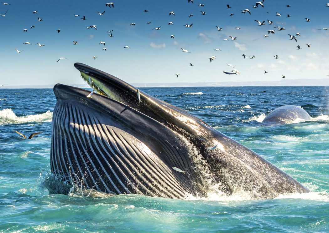 »Der Insider - Ein Mann wird vom Wal verschluckt ... « - TAUCHEN.de