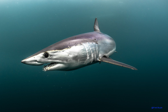 EU blockiert die Erholung der stark gefährdeten Makohaie im Atlantik ...