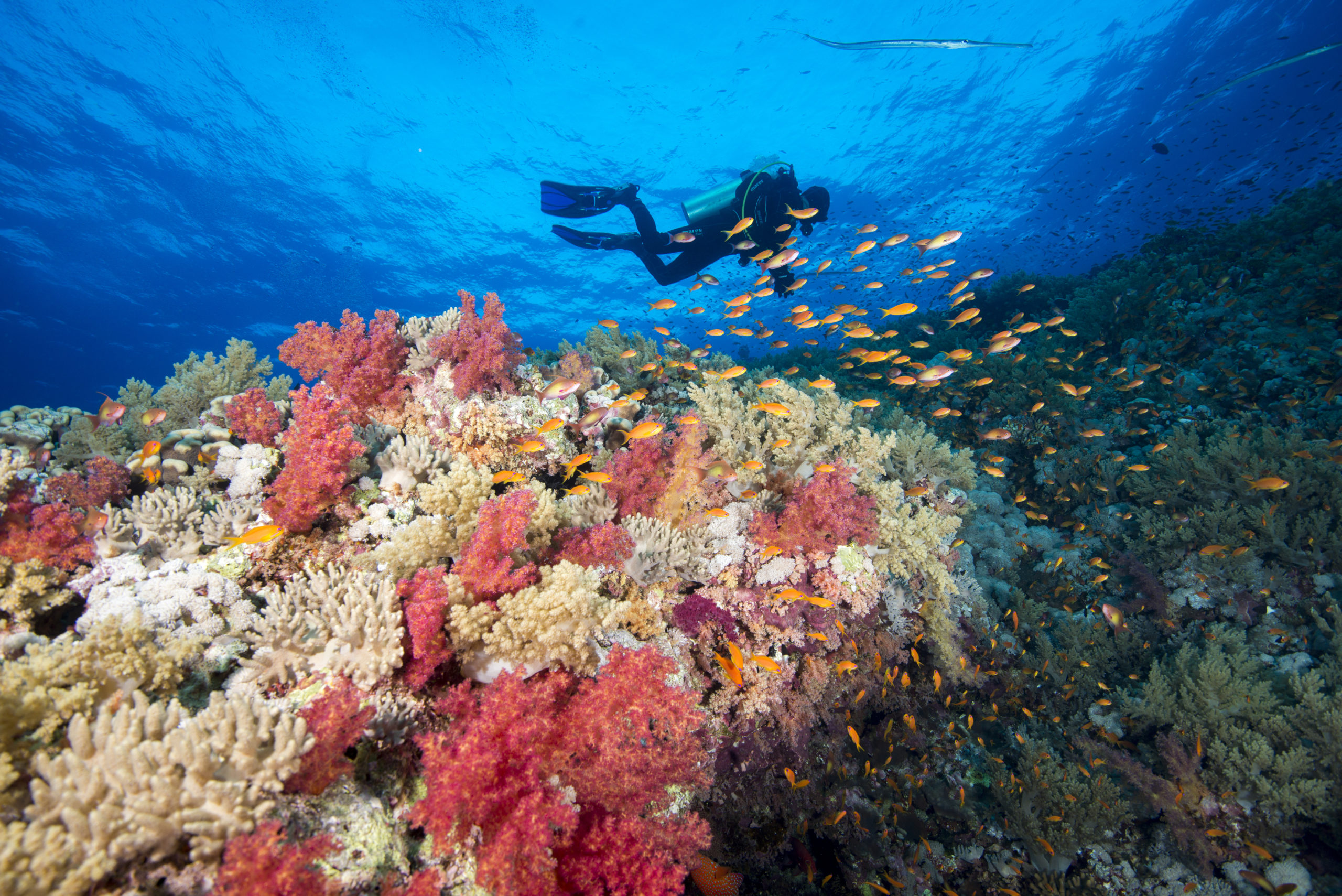 5 Tipps: Zu Hause fürs Tauchen üben - TAUCHEN.de