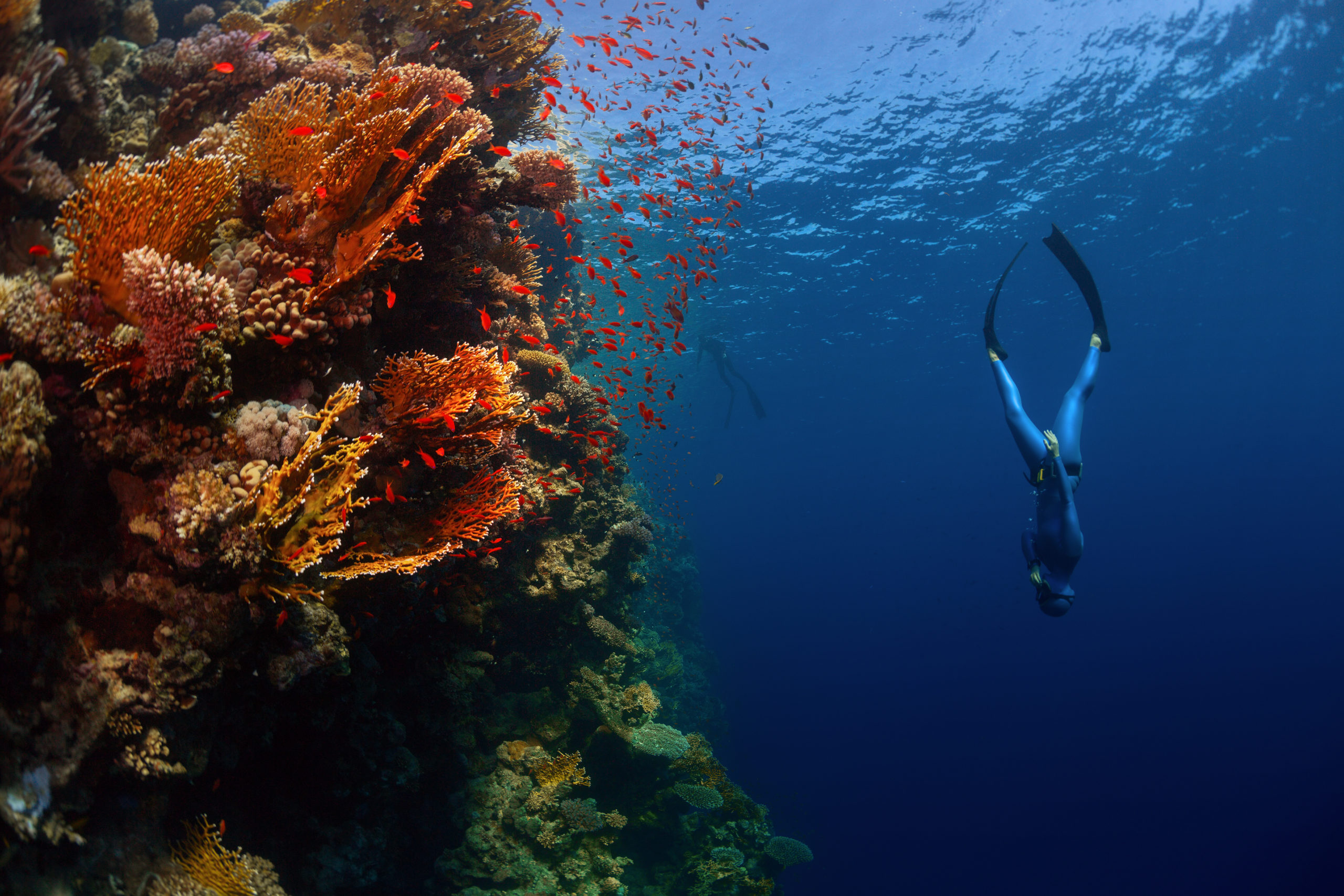 5 Dinge, die Sie nach dem Freitauchen niemals tun sollten - TAUCHEN.de