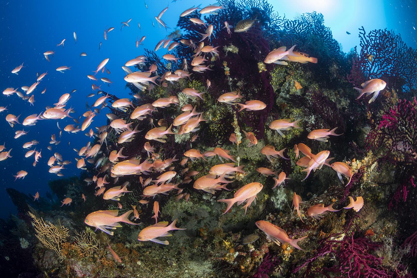 Ventotene - Insel der Verbannten im Golf von Neapel - TAUCHEN.de