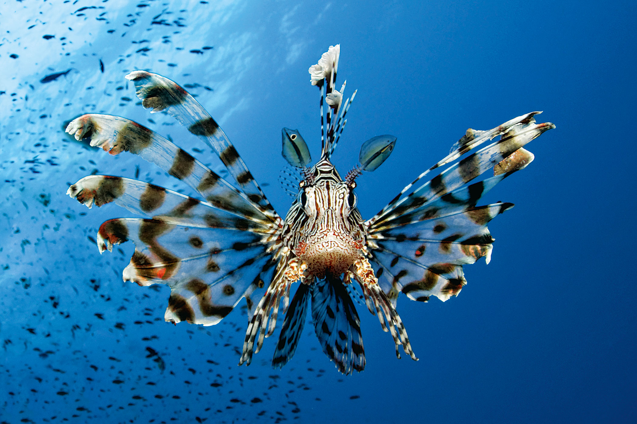 Die 20 gefährlichsten Meerestiere der Welt - TAUCHEN.de