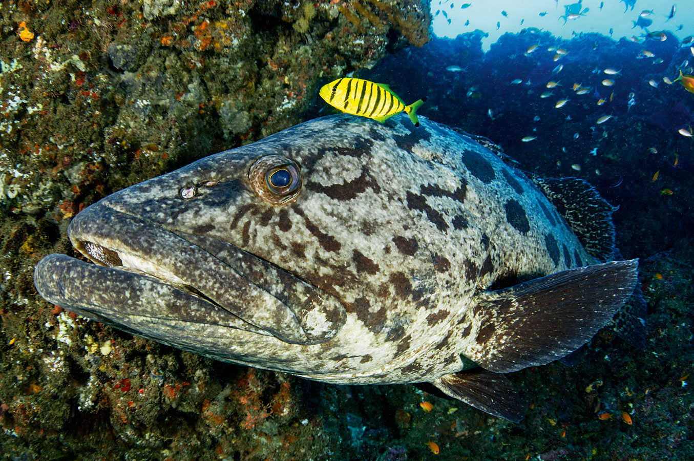 Fischführer für Taucher und Schnorchler - TAUCHEN.de