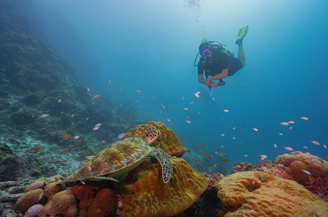 Inseln der Superlative – Tauchen auf Olhuveli und im Noonu-Atoll ...