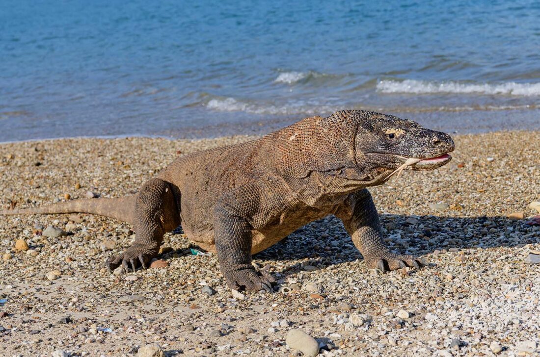 Tauchen um Komodo: Safari zwischen Mantas und Waranen - TAUCHEN.de